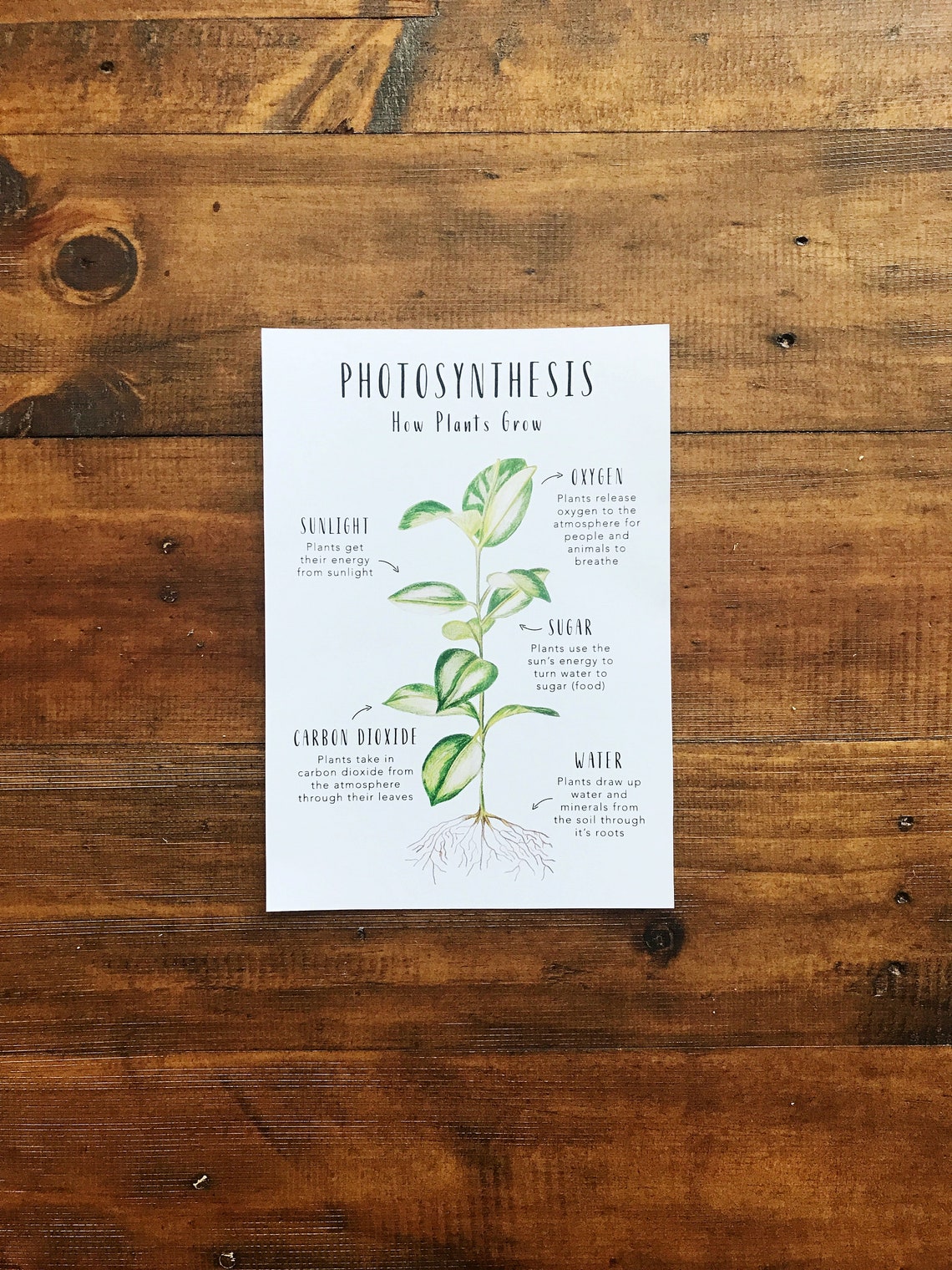 How Plants Grow Science Cards Homeschool Resources | Etsy