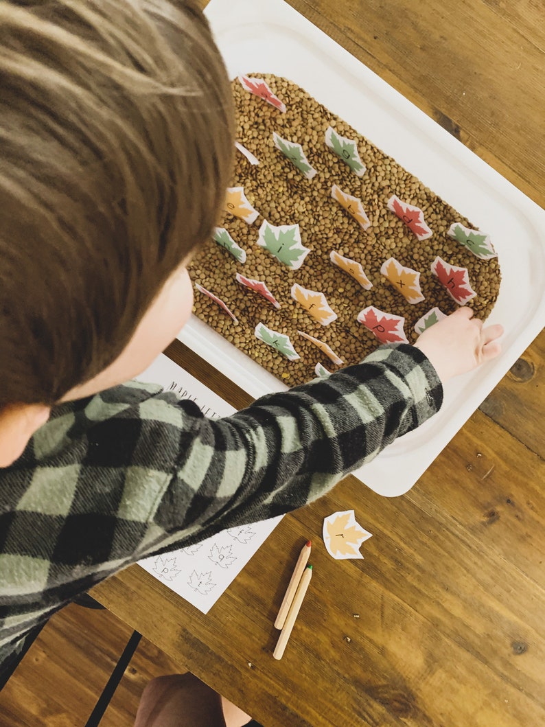 Maple Tree Printables Maple Tree Activities Homeschool | Etsy