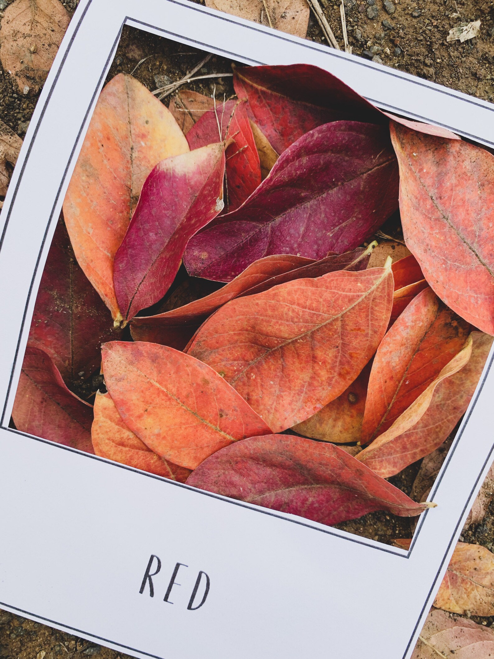 Fall Leaf Mini Unit Study Educational Printables Fall Leaf - Etsy