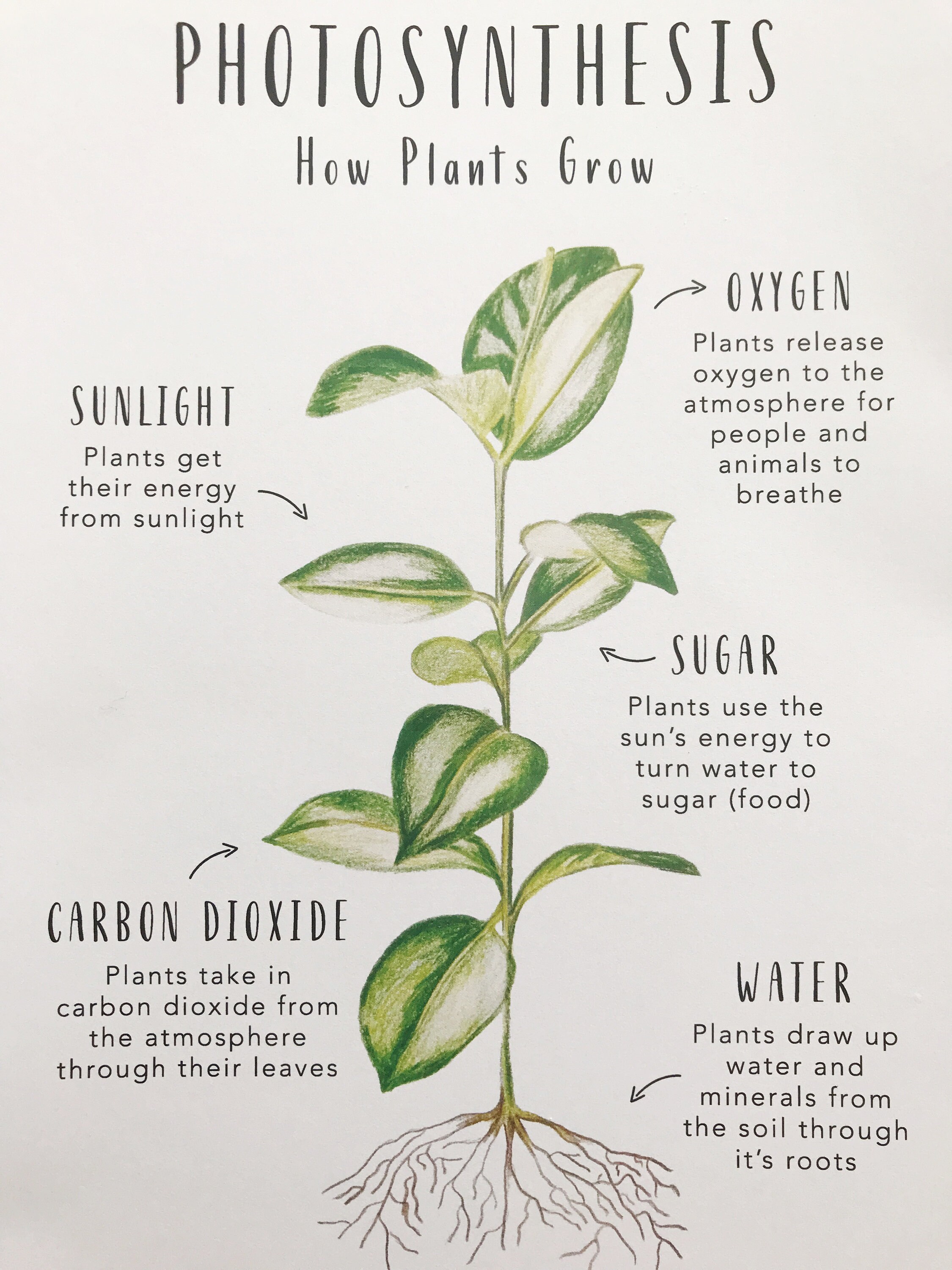 How Plants Grow Science Cards Homeschool Resources | Etsy