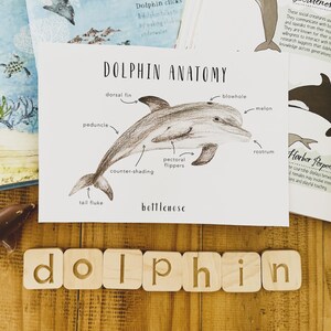 Dolphin Anatomy | Printables | Homeschool Resources | Earth ...