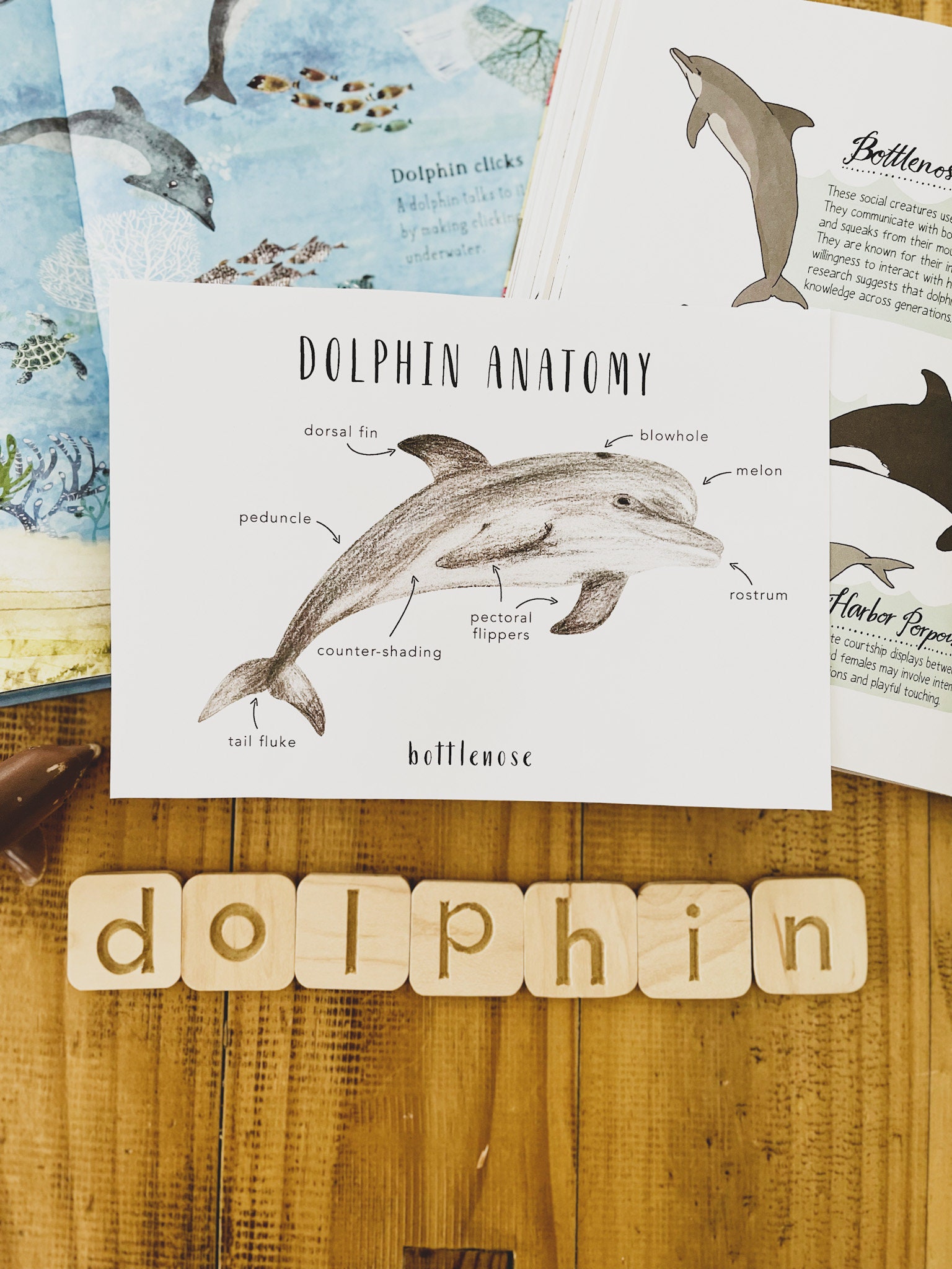 Dolphin Anatomy Printables Homeschool Resources Earth - Etsy UK