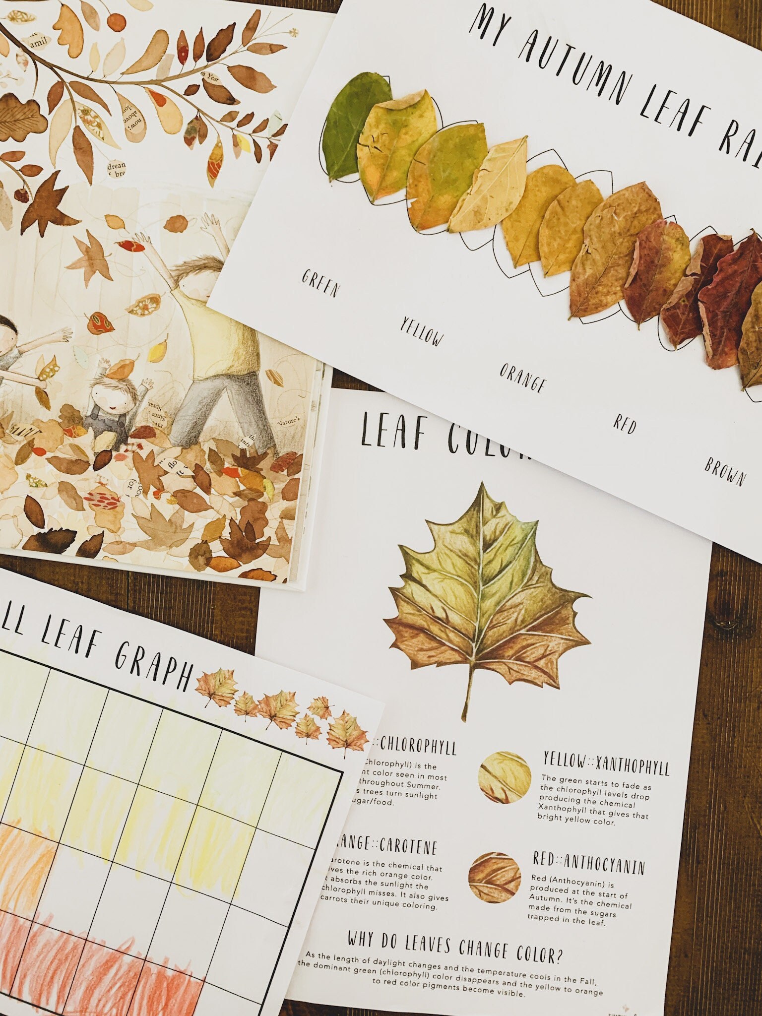Fall Leaf Mini Unit Study Educational Printables Fall Leaf - Etsy