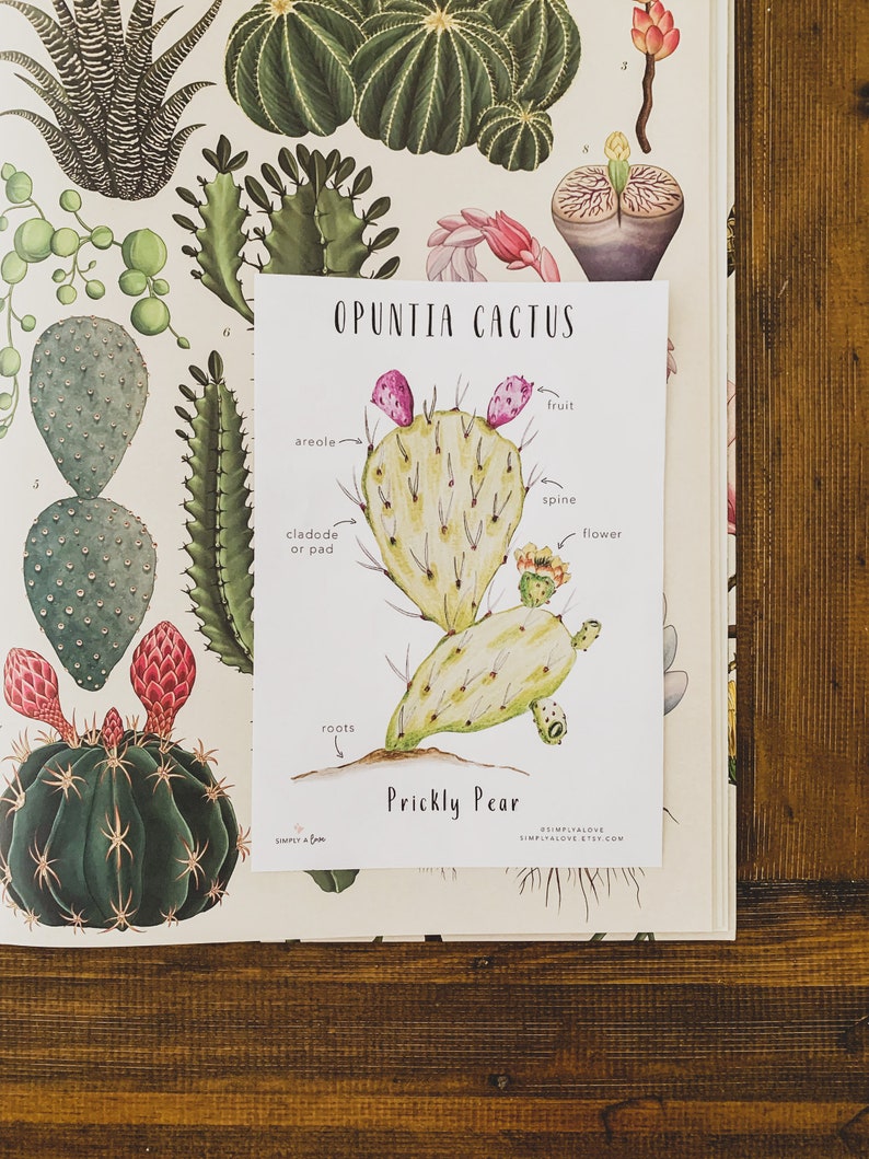 Cactus Anatomy | Science | Prickly Pear | Homeschool Resources ...