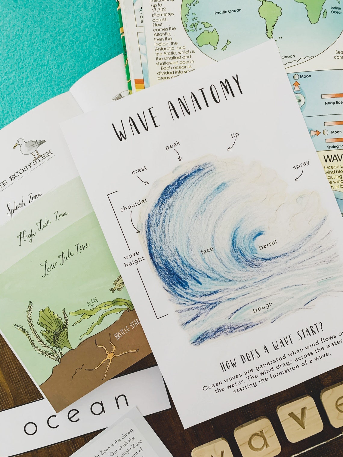 Wave Anatomy Printables Homeschool Resources Earth - Etsy