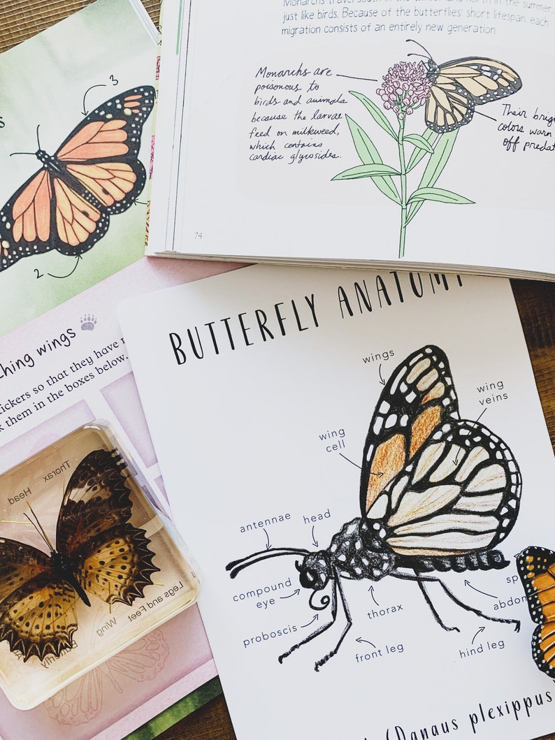 Monarch Butterfly Anatomy Homeschool Printables Homeschool - Etsy Australia
