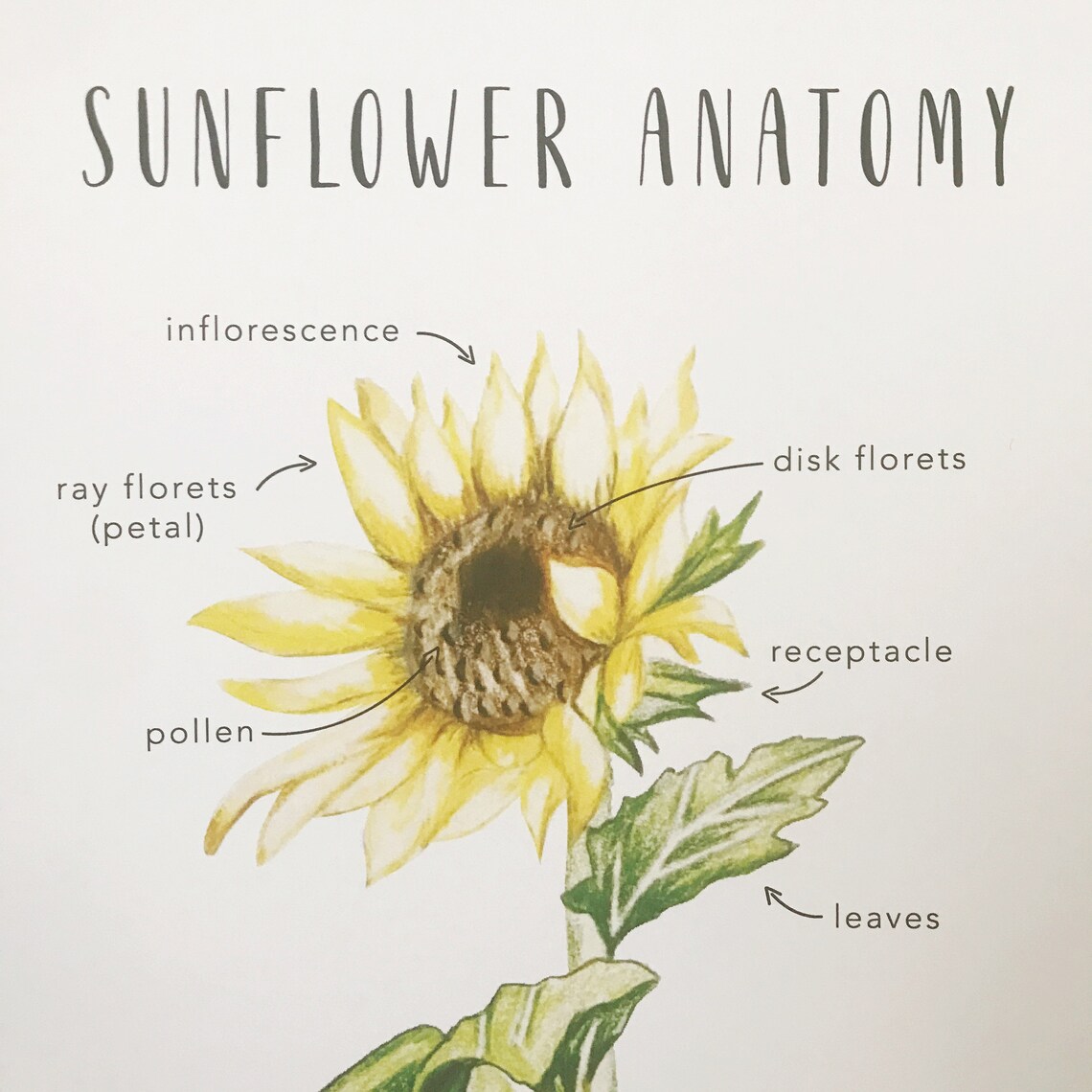 Sunflower Anatomy Printables Homeschool Resources Flower - Etsy Australia