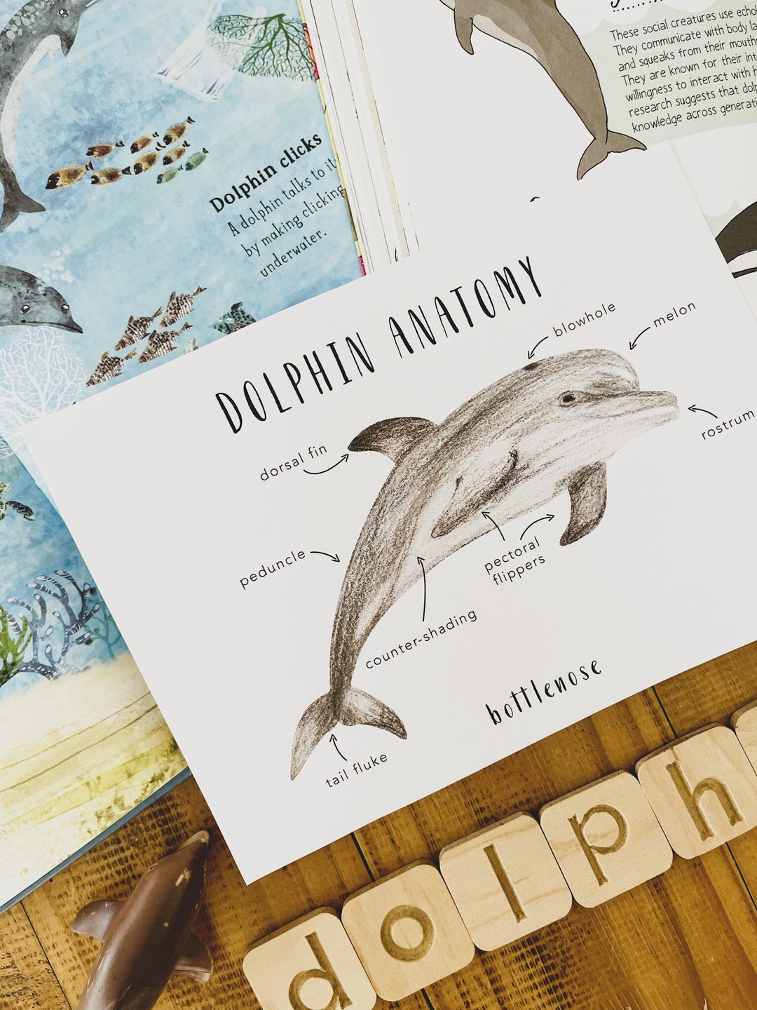 Dolphin Anatomy | Printables | Homeschool Resources | Earth ...