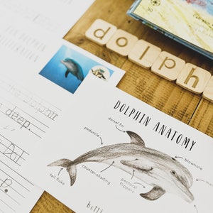 Dolphin Lesson | Printables | Dolphin Mini Unit Study | Homeschool ...