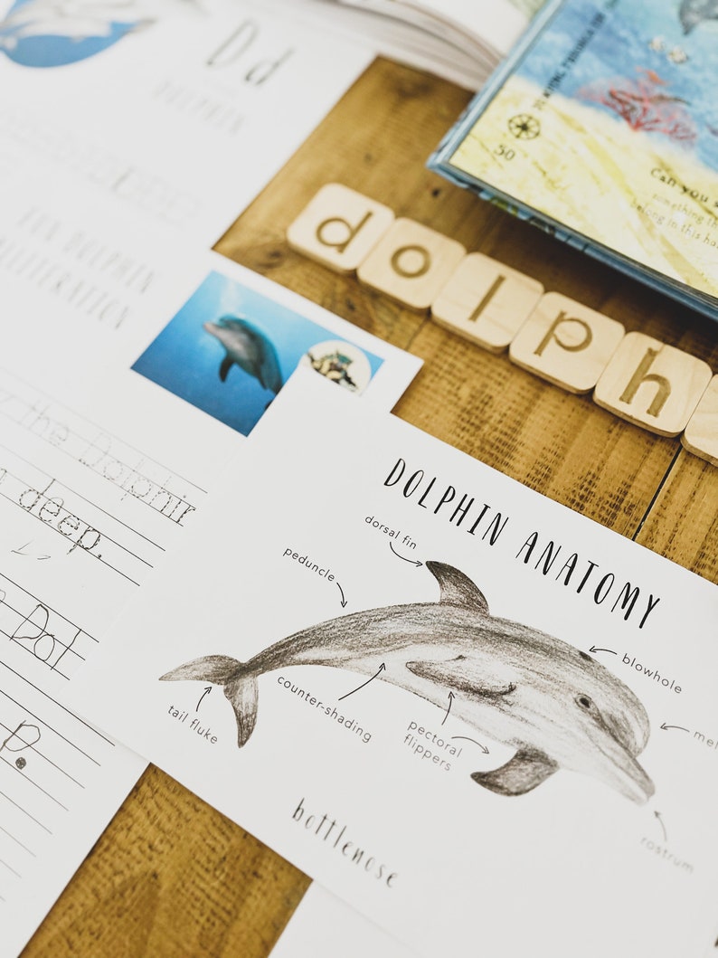 Dolphin Lesson Printables Dolphin Mini Unit Study - Etsy