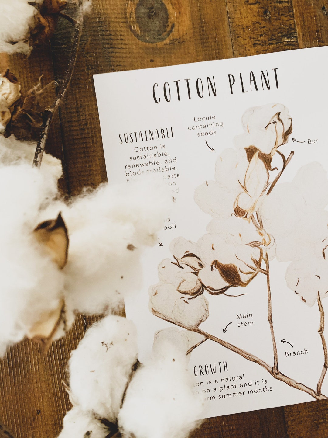 Cotton Plant Anatomy | Science Cards | Homeschool Resources | Botonical ...