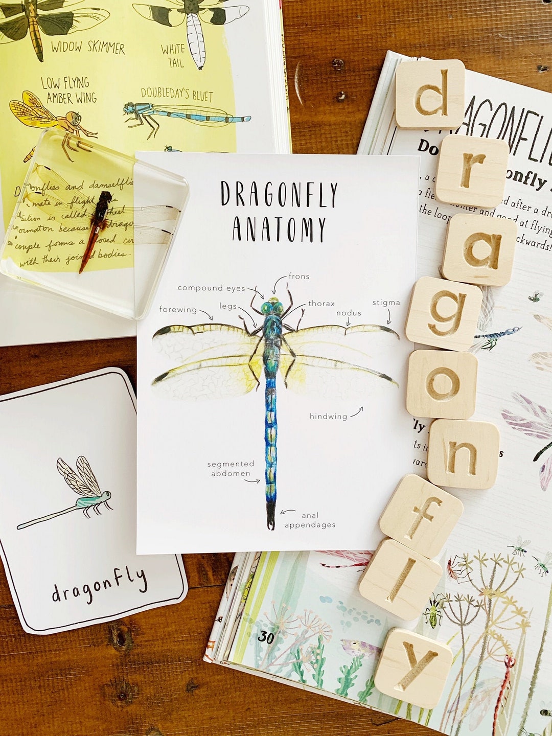 Dragonfly Anatomy | Homeschool Printables | Homeschool Resources ...