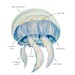 Jellyfish Anatomy | Homeschool Printables | Homeschool Resources ...