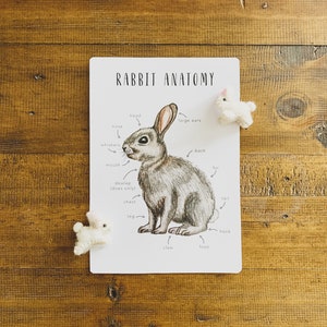 Rabbit Anatomy Homeschool Printables Homeschool Resources Rabbit ...