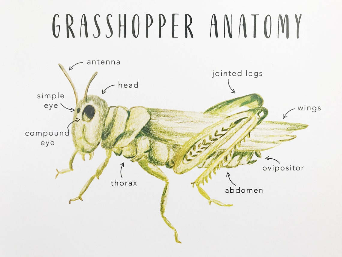 Grasshopper Anatomy Printables Homeschool Resources Etsy 