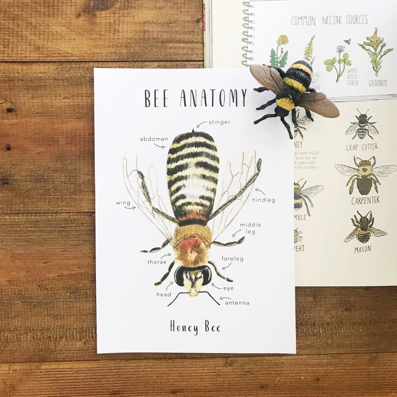 Bee Anatomy Homeschool Printables Homeschool Resources | Etsy
