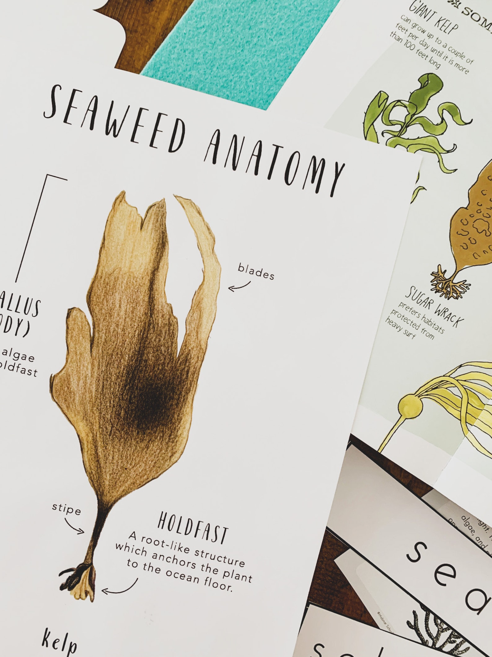 Seaweed Anatomy Printables Homeschool Resources Earth - Etsy Australia