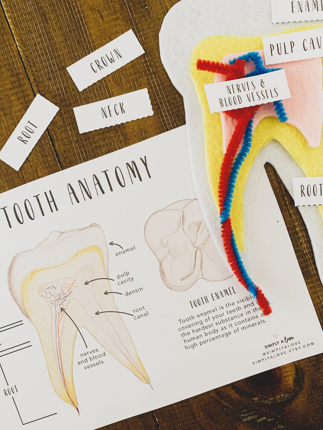 Tooth Anatomy Lesson | Printables | Homeschool Resources | Teeth ...