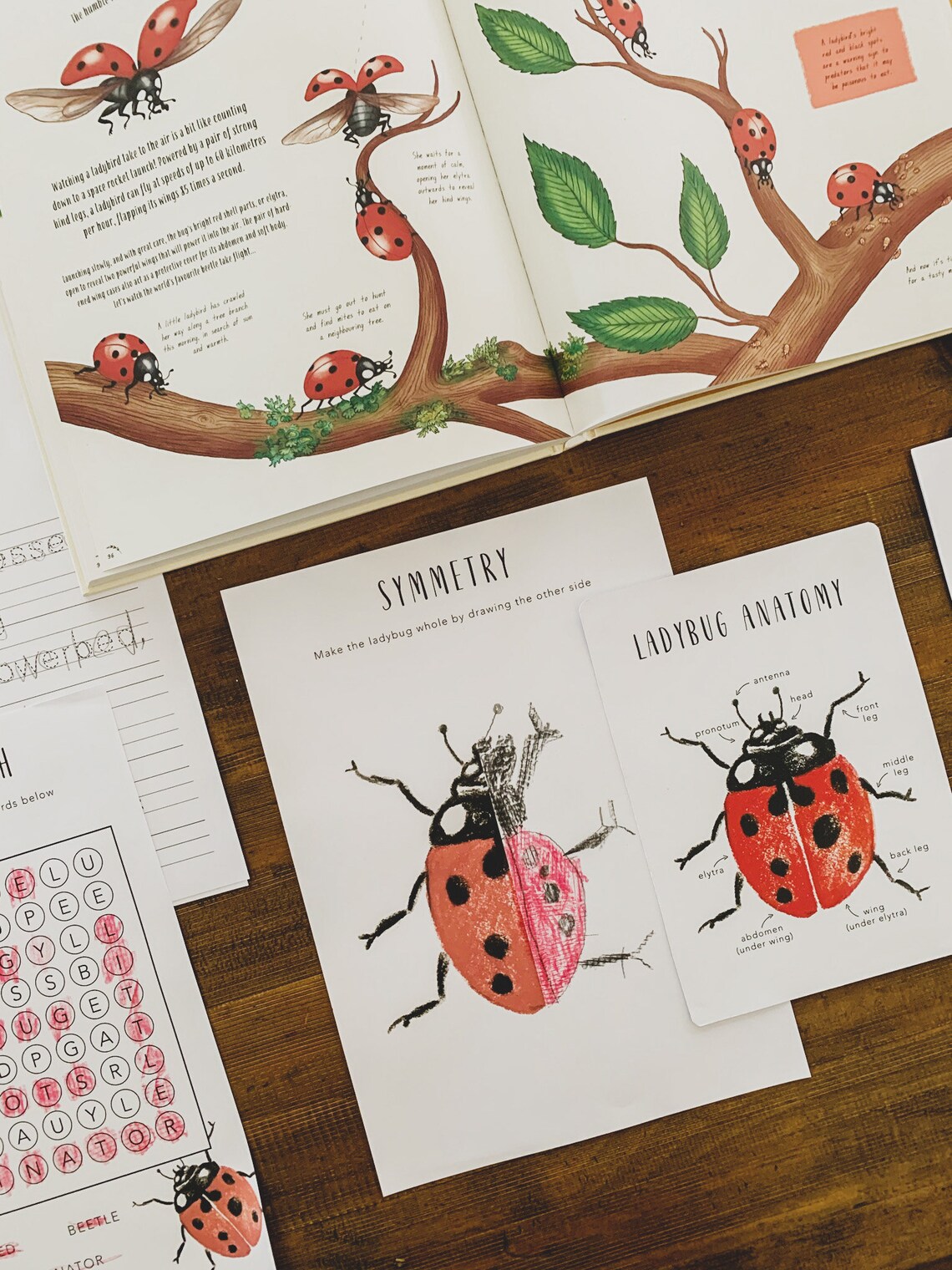 Ladybug Mini Unit Study Educational Printables Ladybugs - Etsy
