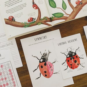 Ladybug Mini Unit Study | Educational Printables | Ladybugs ...