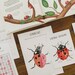 Ladybug Mini Unit Study Educational Printables Ladybugs Montessori Bugs ...