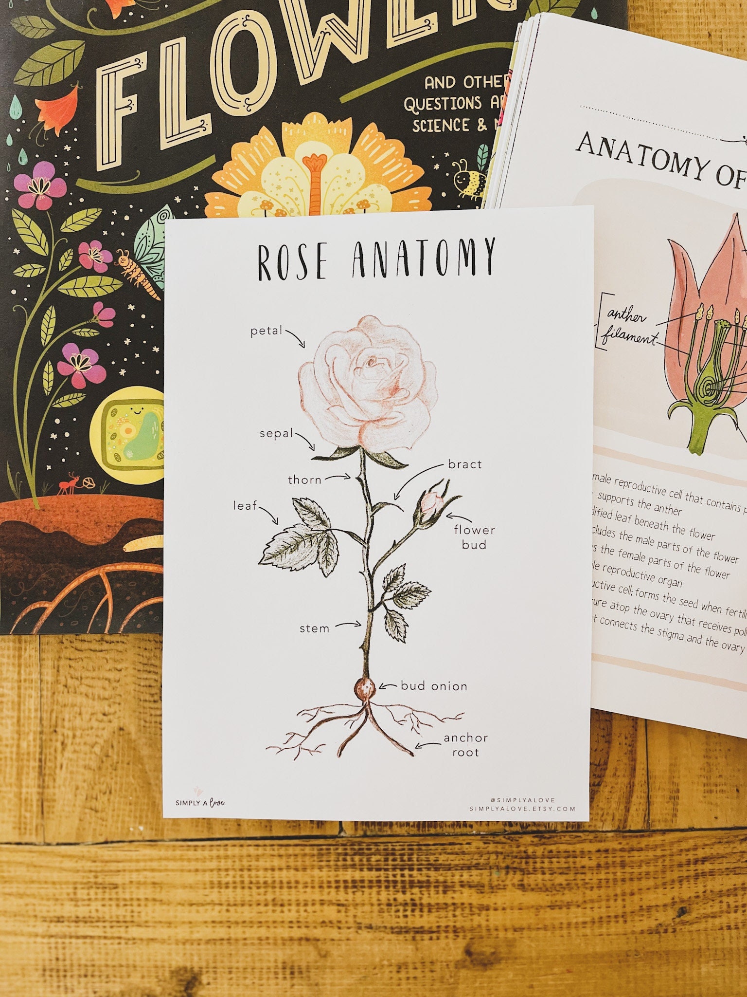 Rose Anatomy Flower Anatomy Homeschool Resources Printables - Etsy