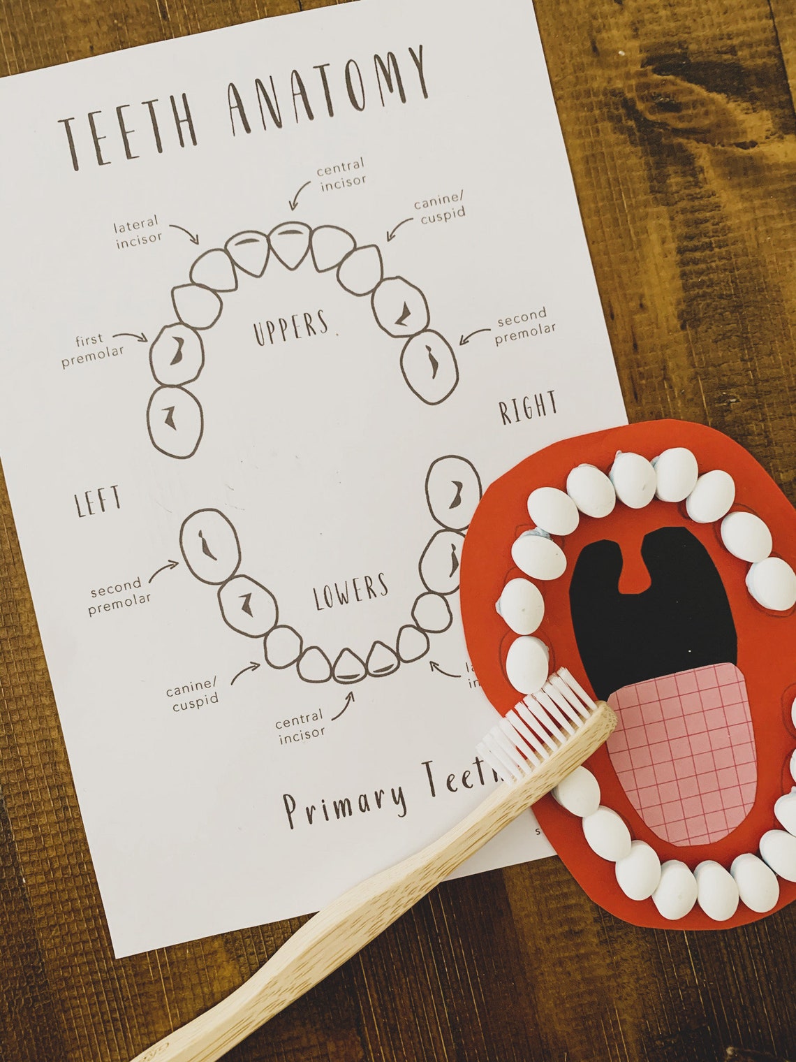 Teeth Anatomy Lesson Printables Homeschool Resources - Etsy