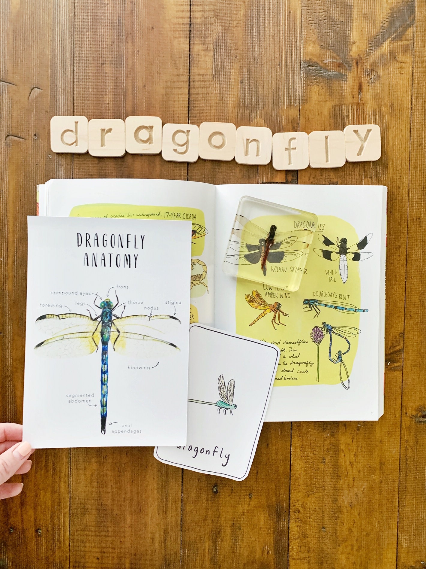 Dragonfly Anatomy Homeschool Printables Homeschool - Etsy