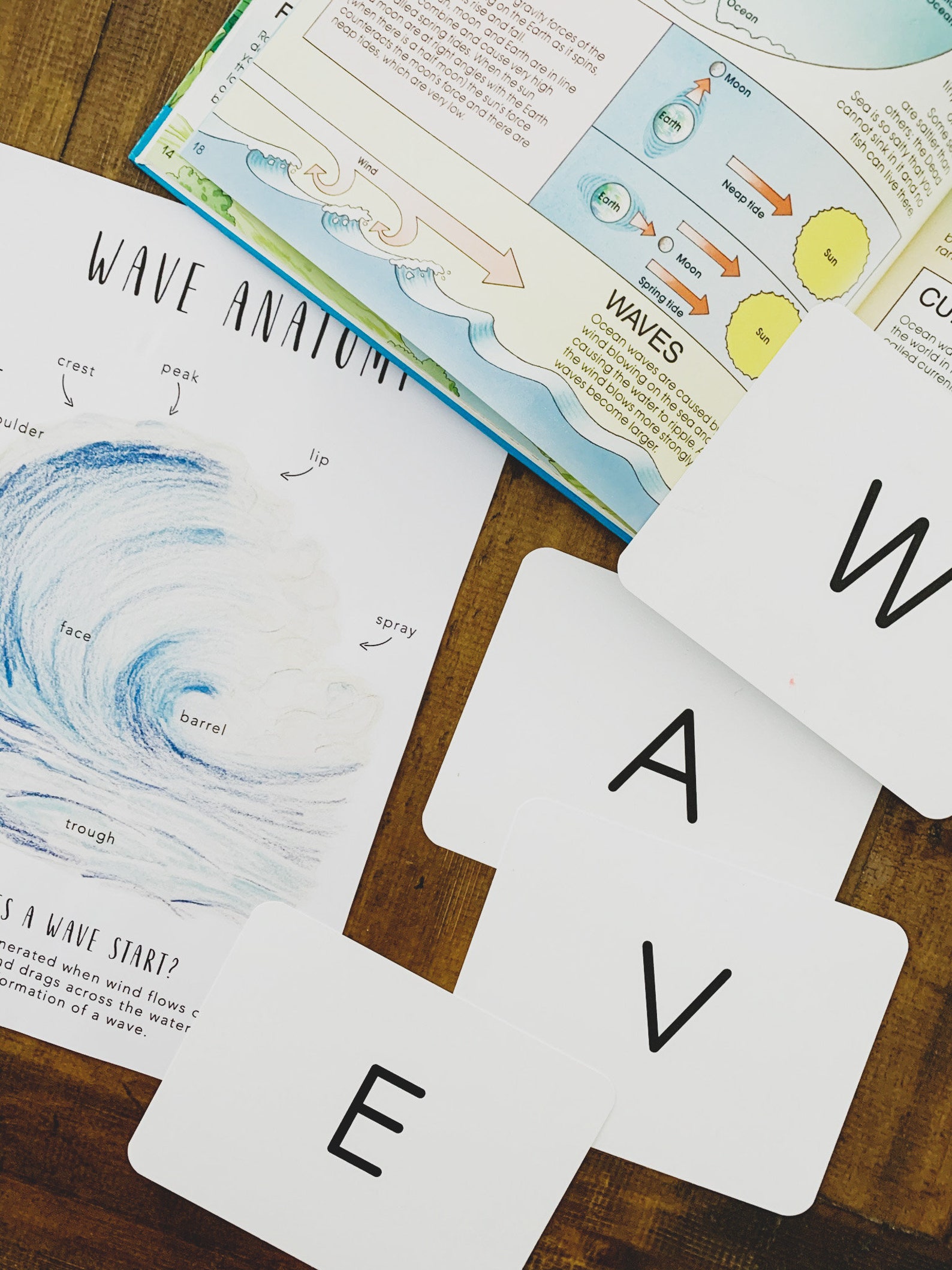 Wave Anatomy Printables Homeschool Resources Earth - Etsy