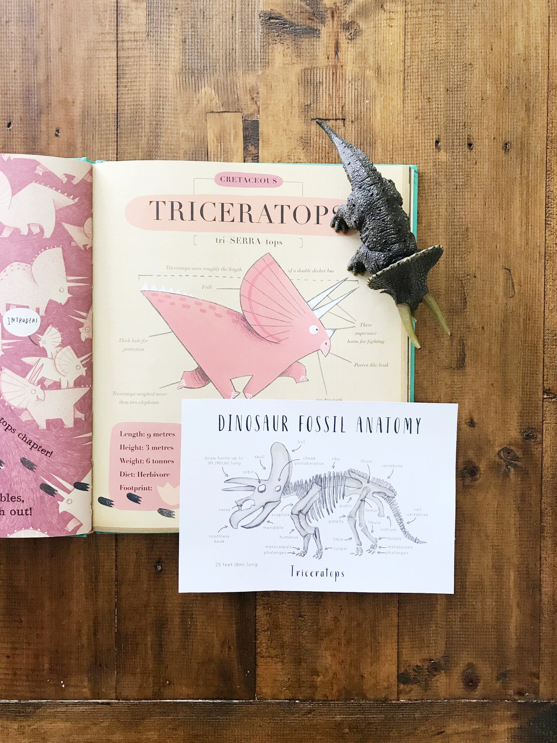 Dinosaur Fossil Anatomy Printables Homeschool Resources - Etsy