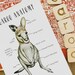 Kangaroo Anatomy Homeschool Printables Homeschool Resources Kangaroo ...