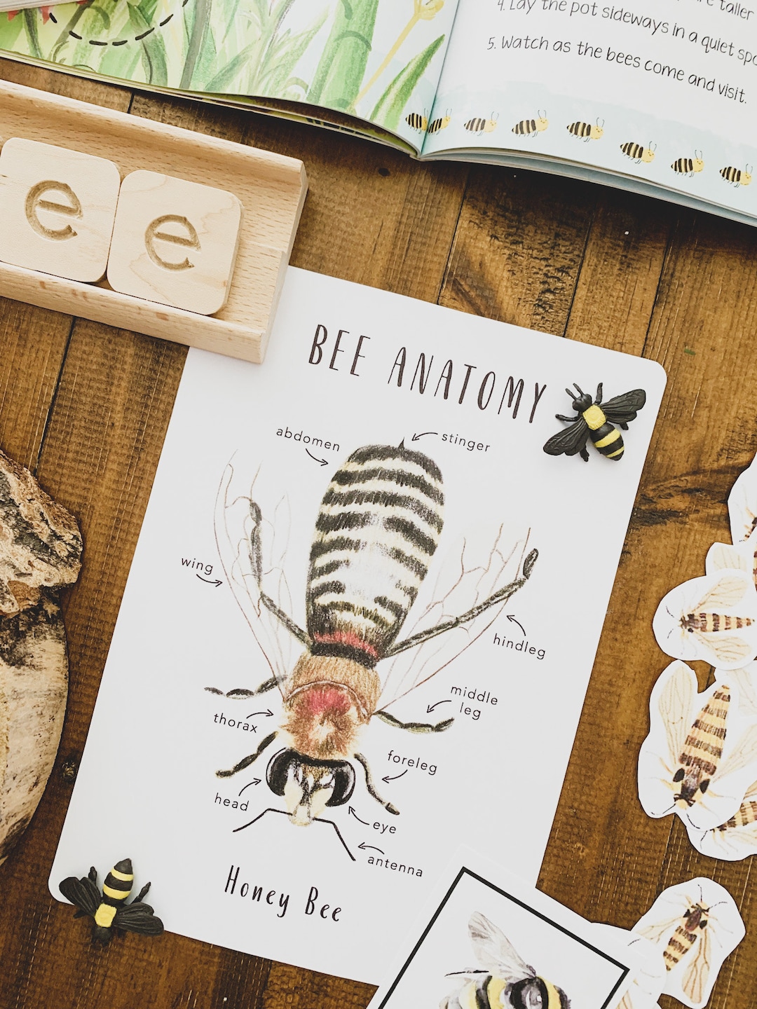 Bee Anatomy | Homeschool Printables | Homeschool Resources | Bees ...