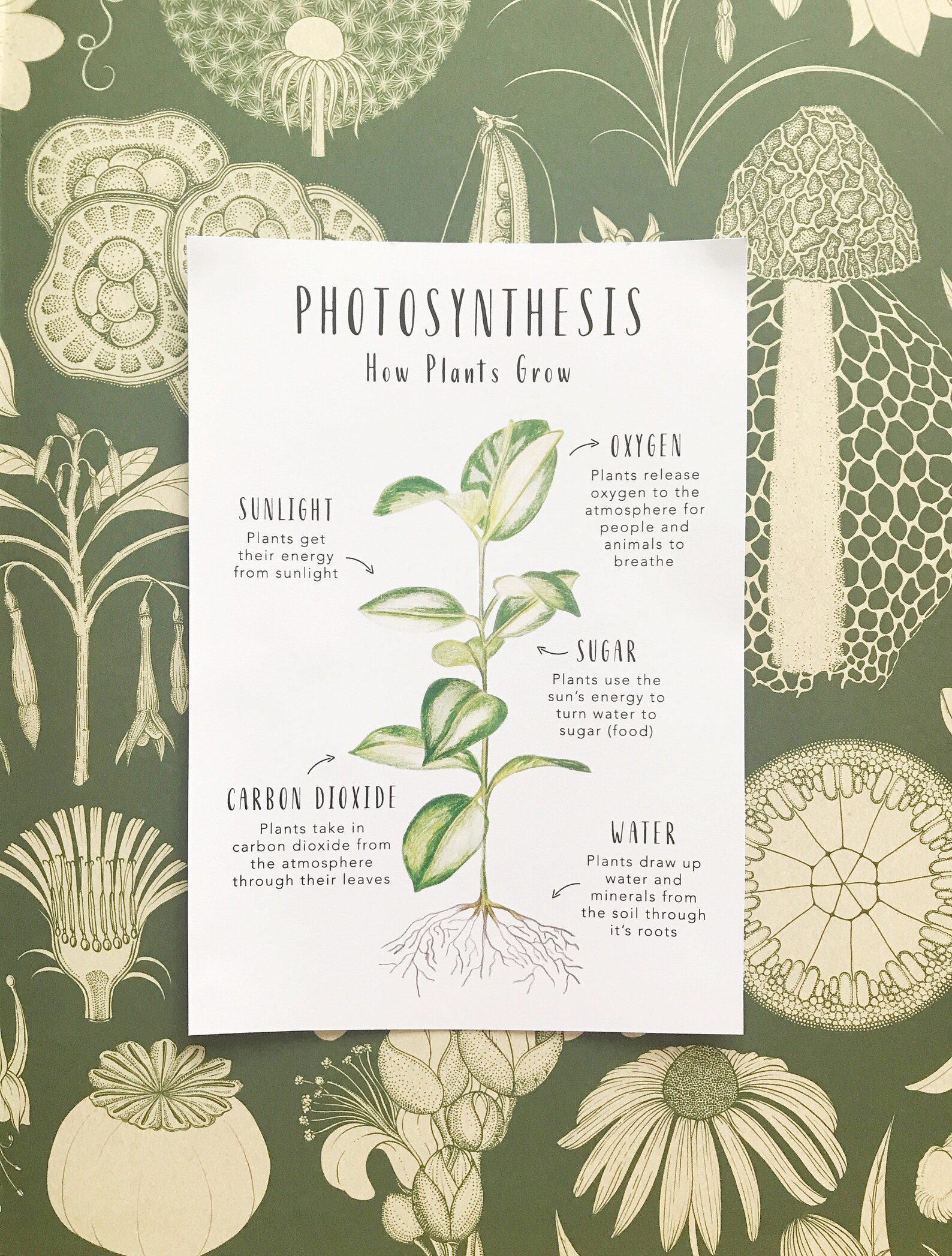 How Plants Grow Science Cards Homeschool Resources - Etsy