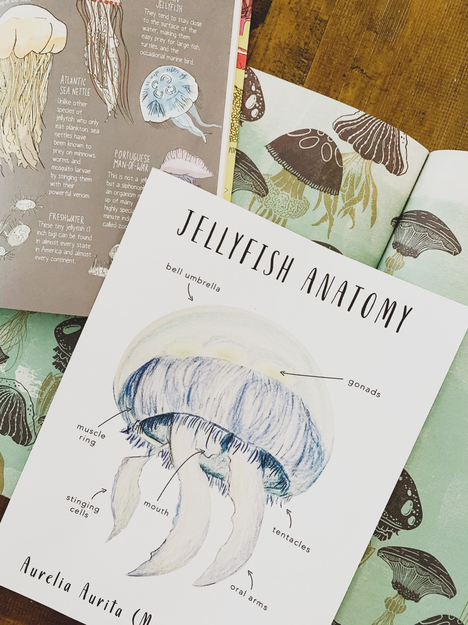 Jellyfish Anatomy Homeschool Printables Homeschool - Etsy