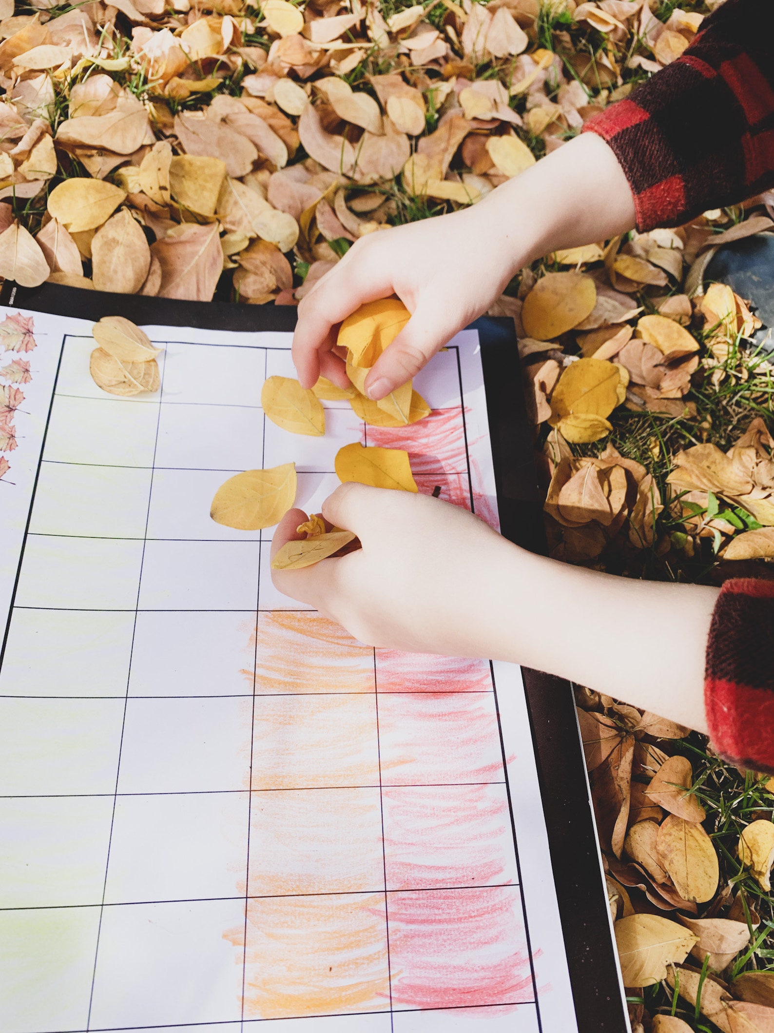 Fall Leaf Mini Unit Study Educational Printables Fall Leaf - Etsy