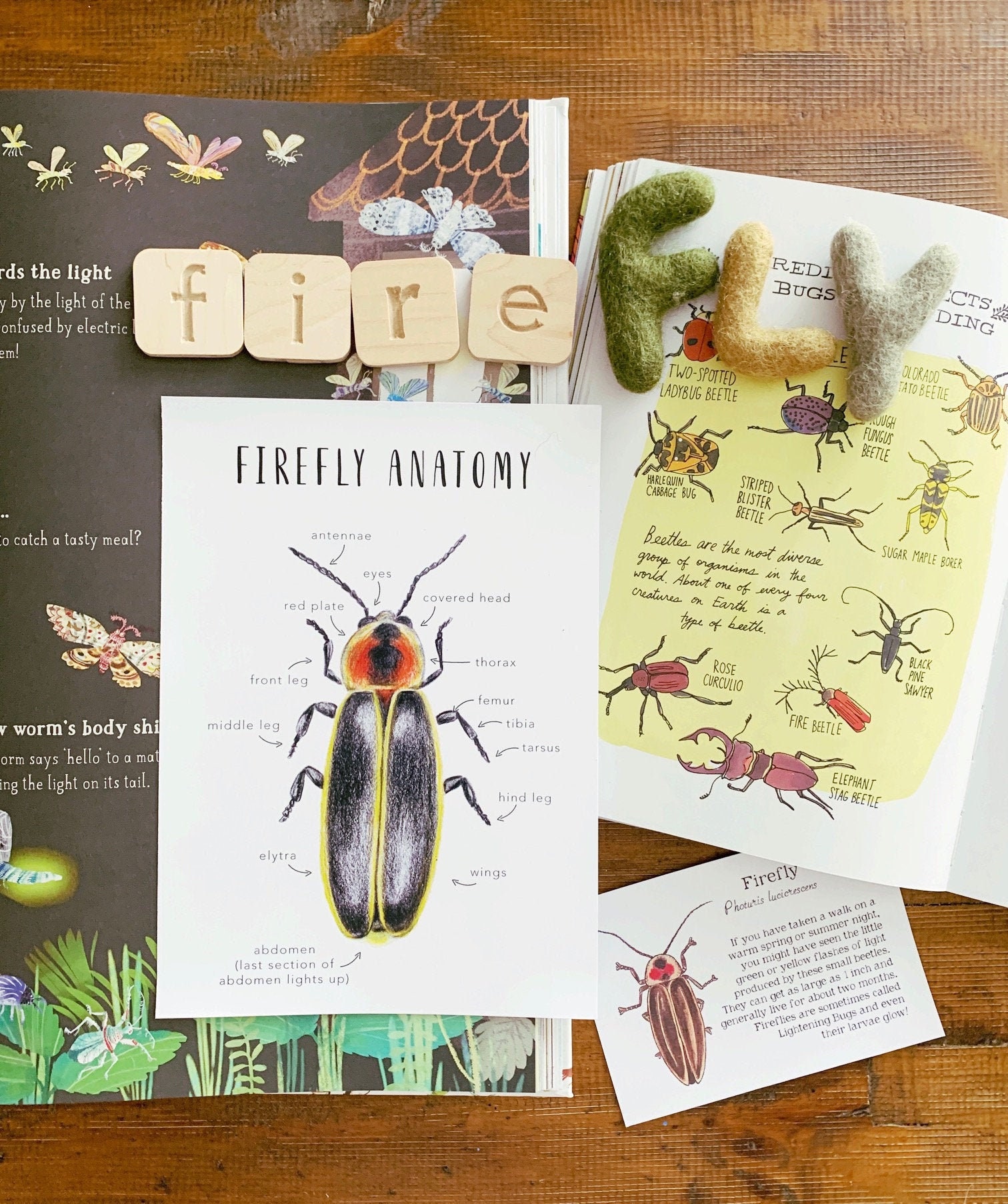 Firefly Anatomy Homeschool Printables Homeschool Resources - Etsy Australia