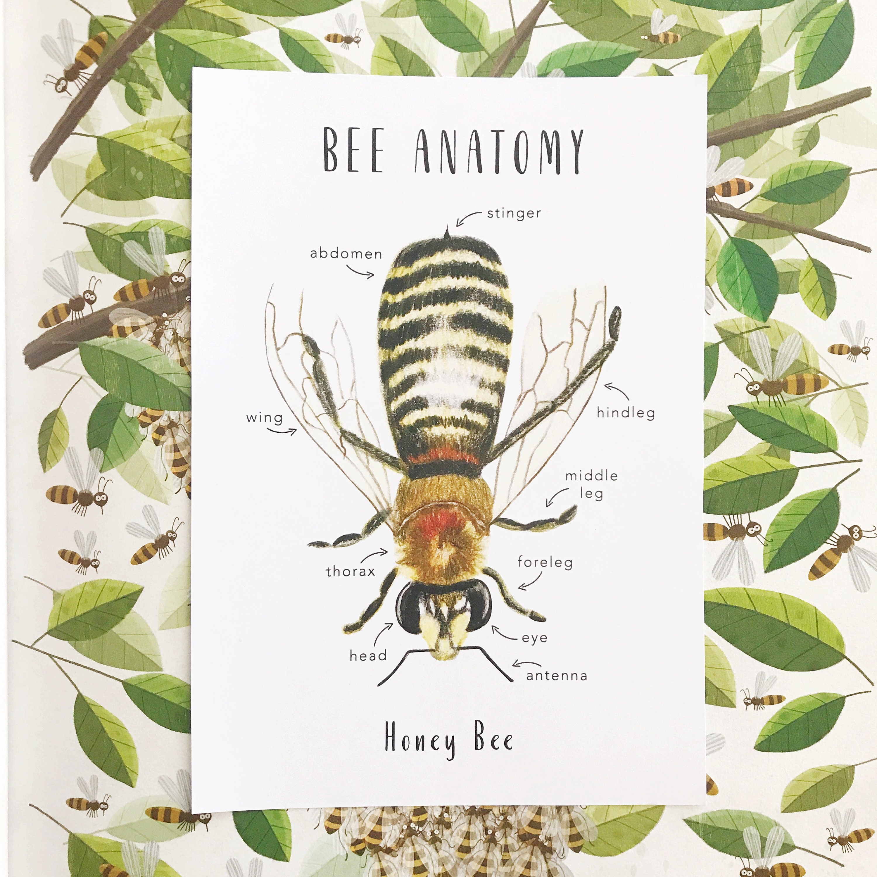 Bee Anatomy Homeschool Printables Homeschool Resources | Etsy