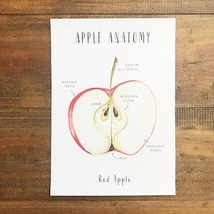 Apple Anatomy Fruit Anatomy Homeschool Printables Homeschool Resources ...
