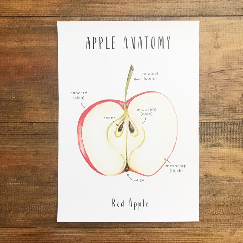 Apple Anatomy Fruit Anatomy Homeschool Printables - Etsy Australia