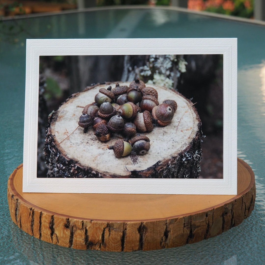 Oak Tree Acorns Card Quercus Genus Autumn Acorn Card - Etsy
