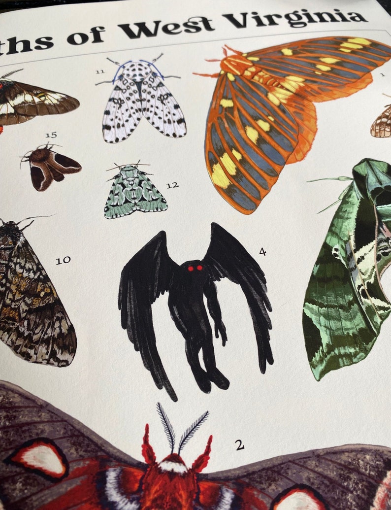 Moths of West Virginia With Mothman Print - Scientific Illustration ...