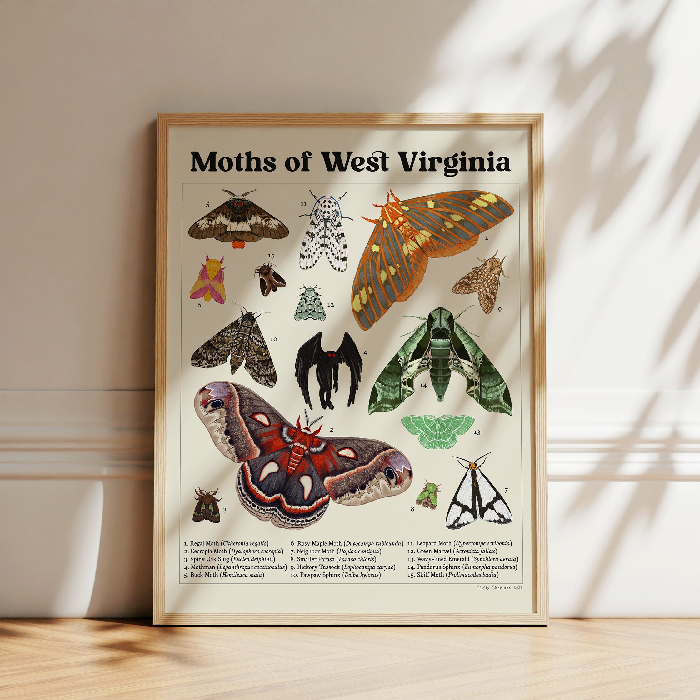 Moths of West Virginia With Mothman Print - Scientific Illustration ...