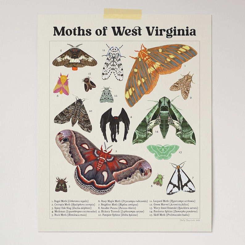 Moths of West Virginia With Mothman Print - Scientific Illustration ...
