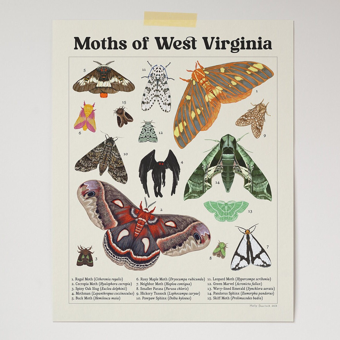 Moths of West Virginia With Mothman Print - Scientific Illustration ...