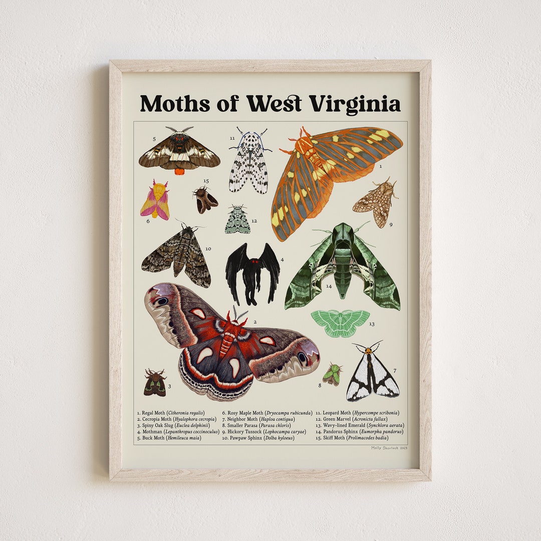 Moths of West Virginia With Mothman Print - Scientific Illustration ...
