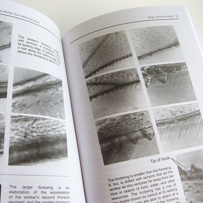 Bee Book, Honey-maker: How the Honey Bee Worker Does What She Does ...