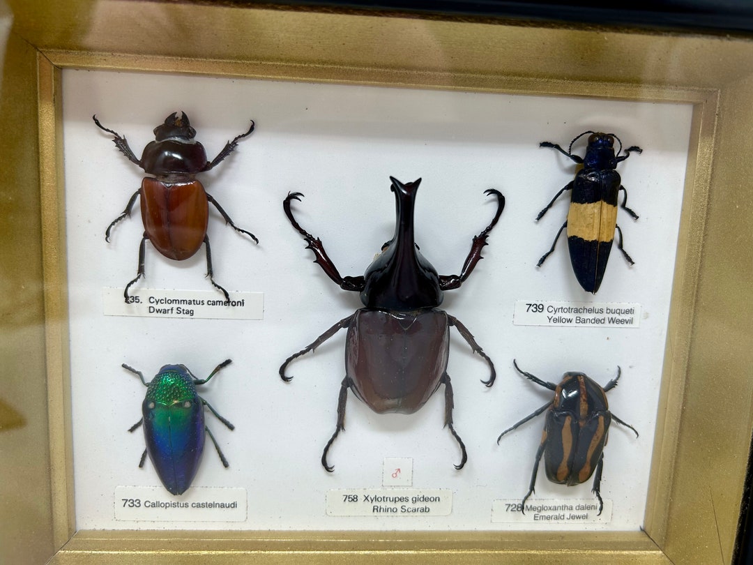 Insect Bug Display Box Frame Cyclommatus Megloxantha Scarab Callopistus ...