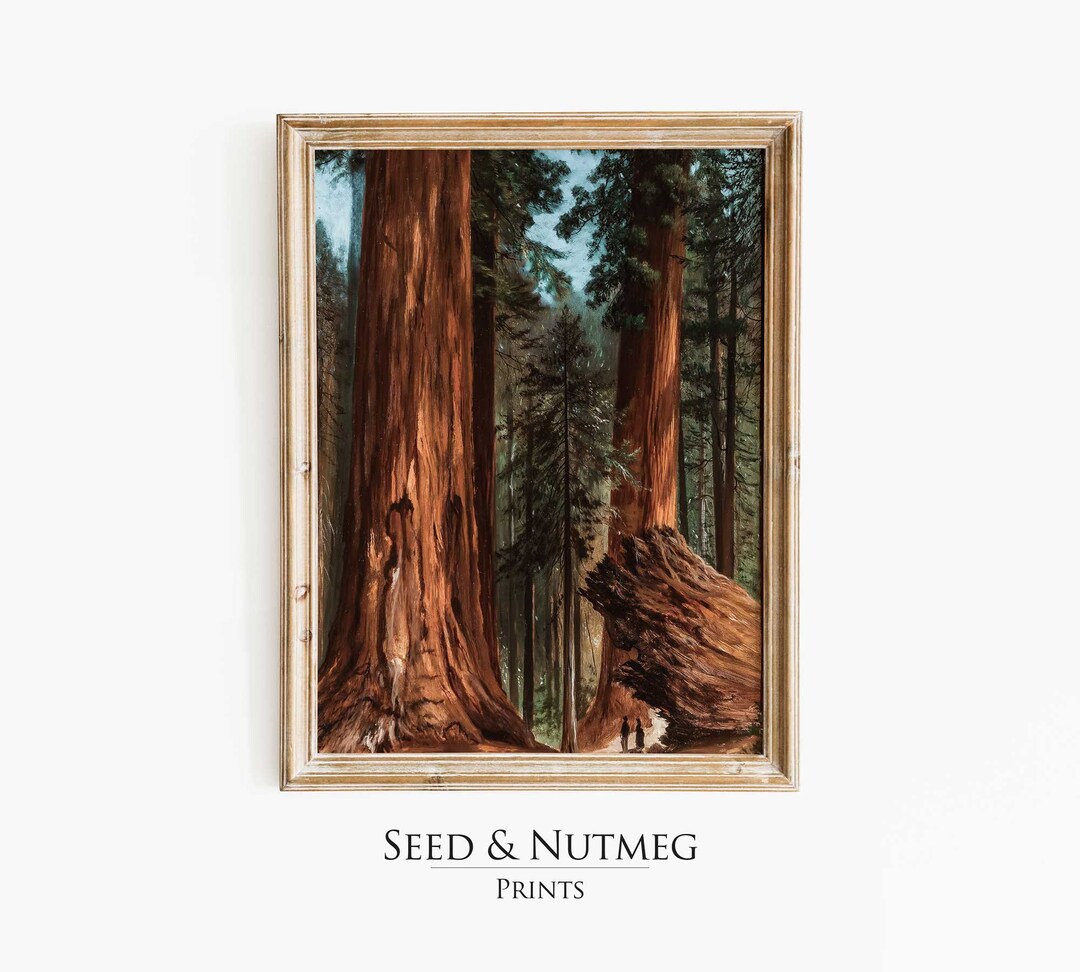California Redwoods Forest Art Prints Vintage Landscape Wall Decor ...