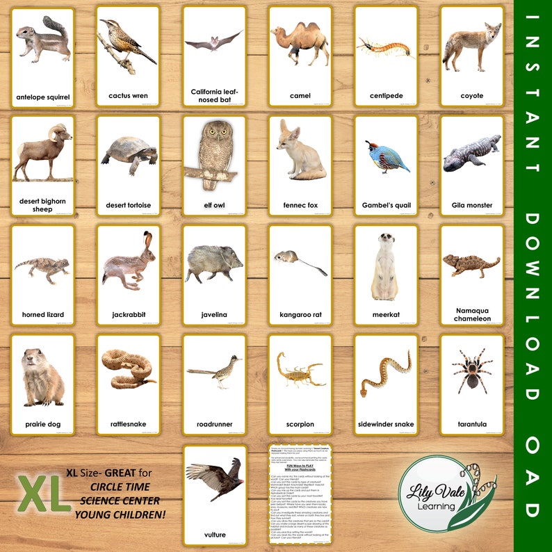 Flashcards, Printable Flashcard, Animal Learning Card, Desert Animal ...