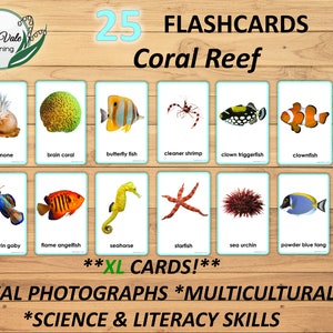 Flashcards, Printable Flashcards, Montessori Flashcard, Ocean Flashcard ...